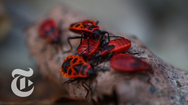 The Animals of Chernobyl: An Inside Look at the Toll That Radiation ...