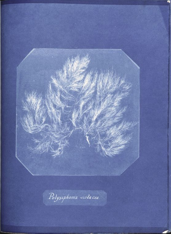 The First Photo-Illustrated Book, Anna Atkins' Austerely Beautiful ...