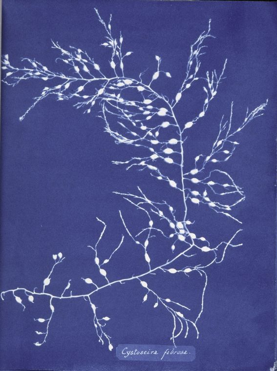 The First Photo-Illustrated Book, Anna Atkins' Austerely Beautiful ...
