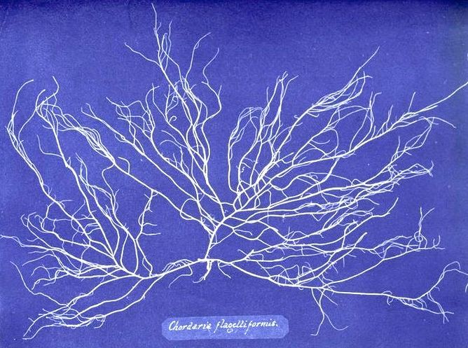 The First Photo-Illustrated Book, Anna Atkins' Austerely Beautiful ...