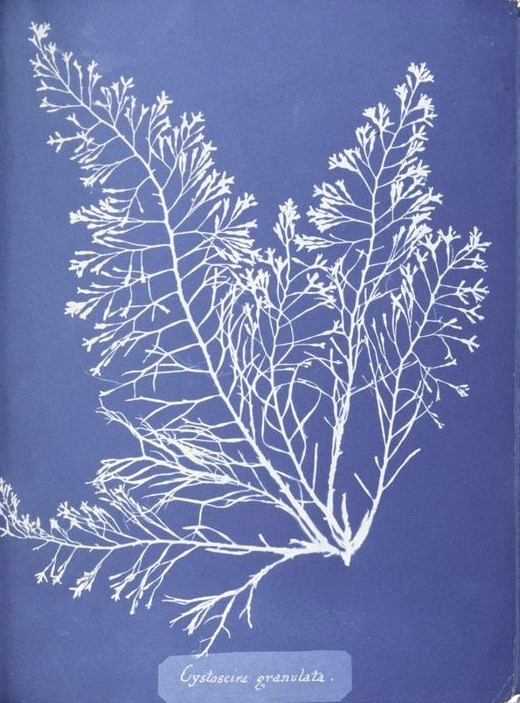 The First Photo-Illustrated Book, Anna Atkins' Austerely Beautiful ...