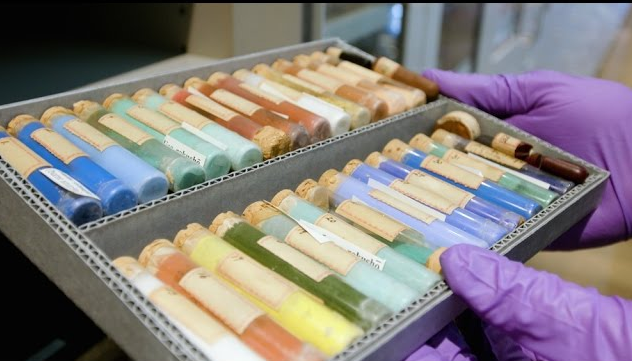 Discover Harvard's Collection of 2,500 Pigments: Preserving the World's ...